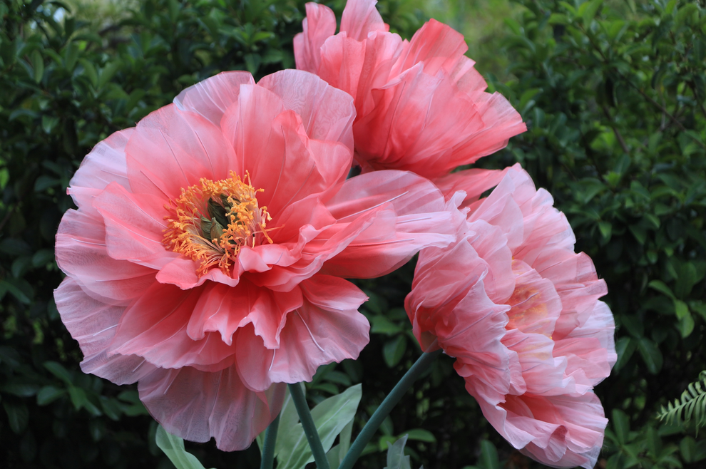 Set of 3 Giant Peonies – Silk Butterflies